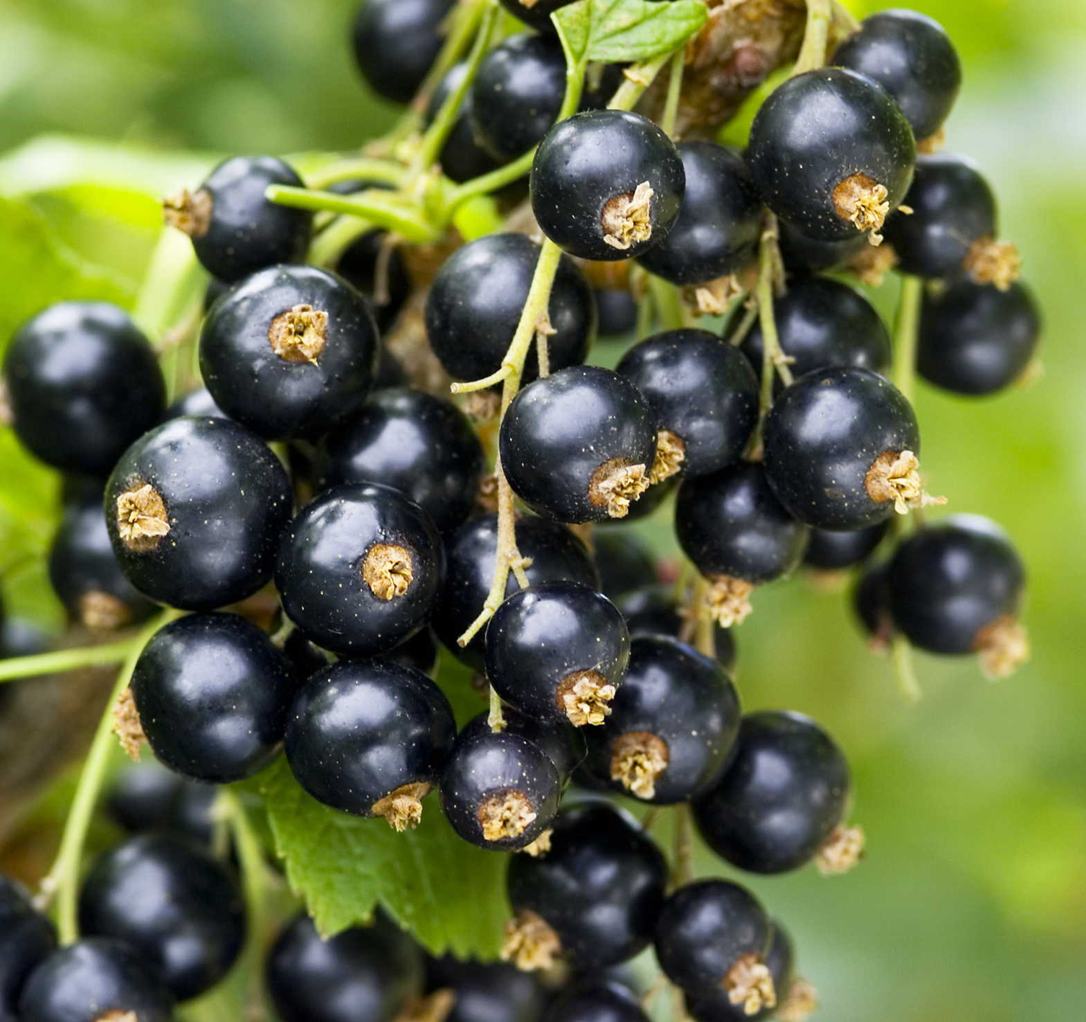 Blackcurrant and Health Benefits - Vision SmartVision Smart