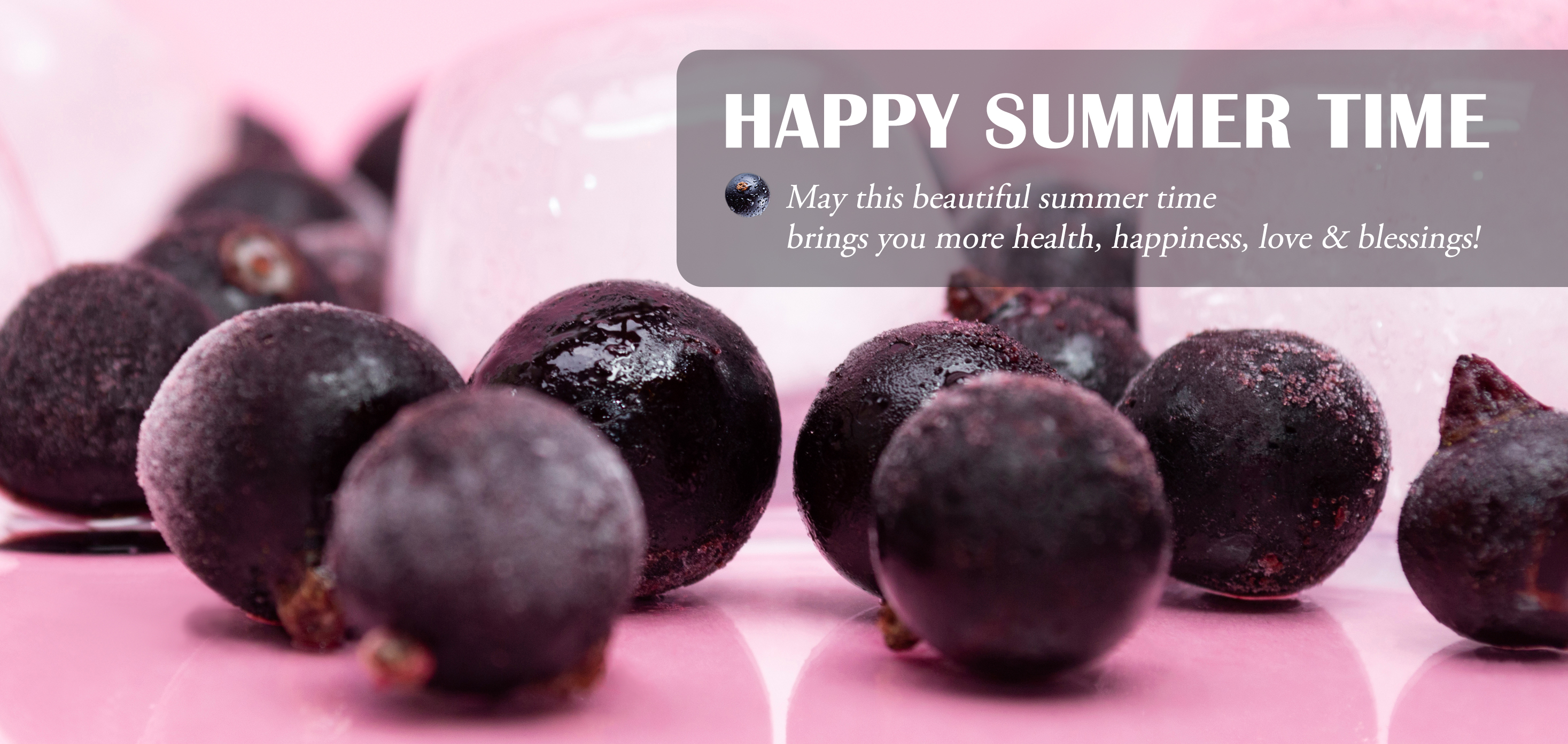 New Zealand Black Currant, Anthocyanins, Probiotic & Prebiotics Online ...